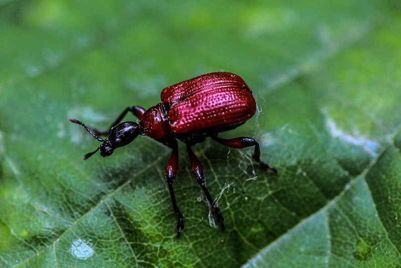 OurAnimals | Apoderus coryli / Hazel leaf roller weevil