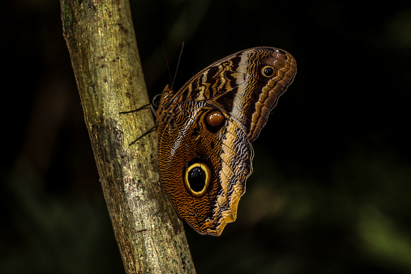 OurAnimals | Caligo atreus dionysos / Banded owl-butterfly