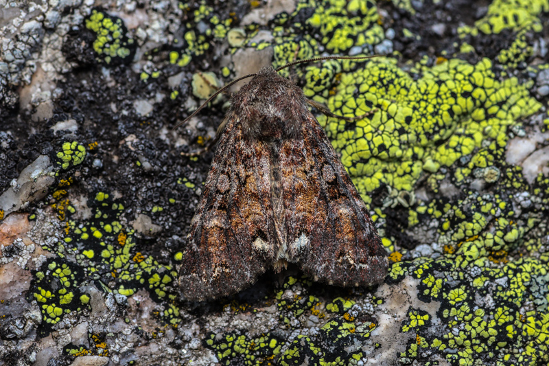 OurAnimals | Ceramica pisi / Broom moth