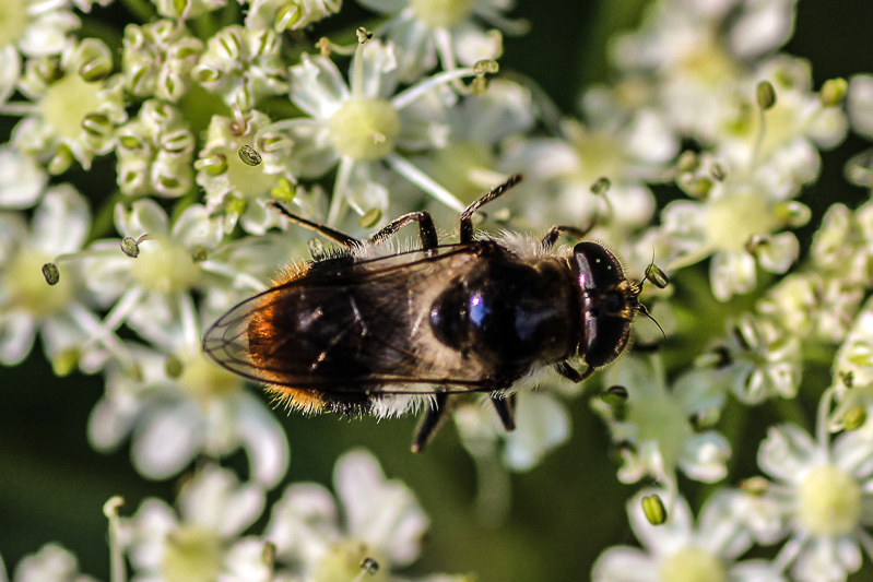 OurAnimals | Cheilosia illustrata