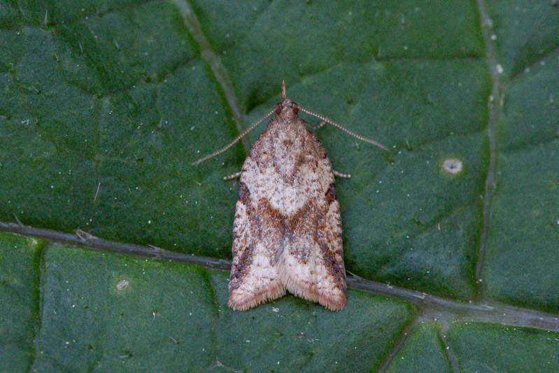 OurAnimals | Clepsis canariensis