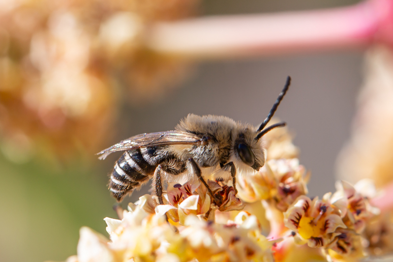 OurAnimals | Colletes dimidiatus / Canary Islands cellophane bee