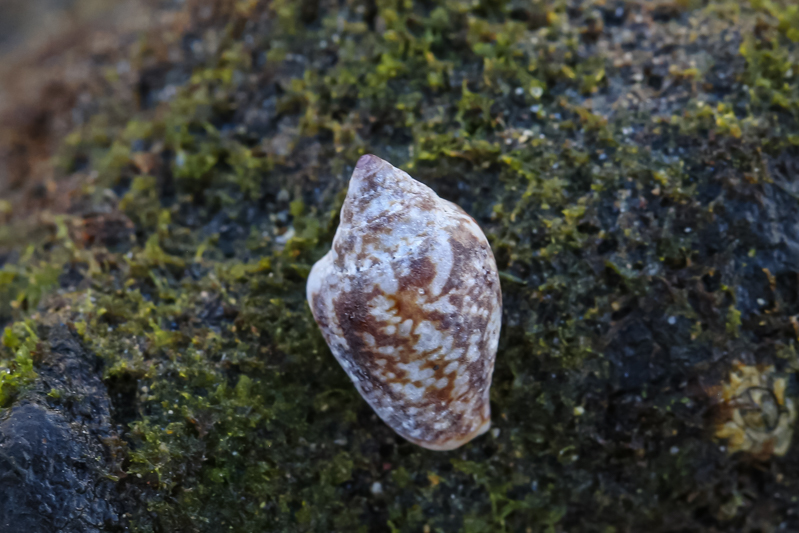 OurAnimals | Columbella adansoni