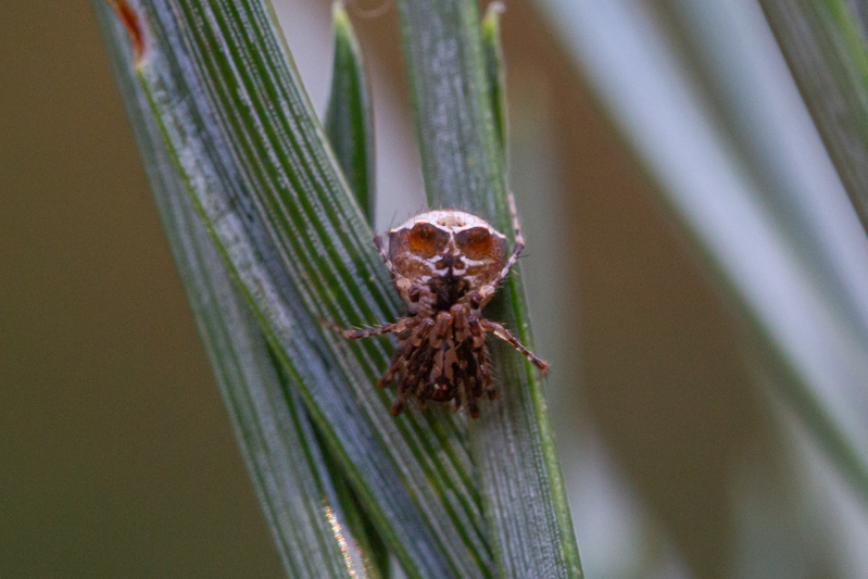 OurAnimals | Mimetidae / Pirate spiders