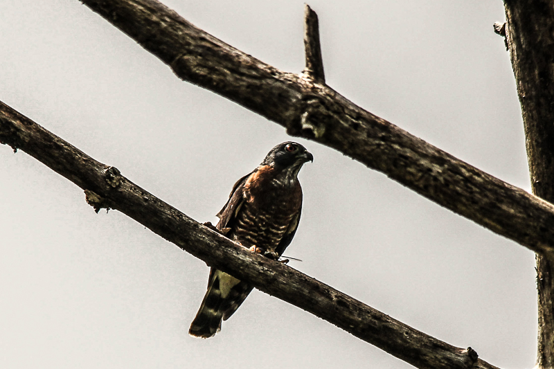 OurAnimals | Harpagus bidentatus / Double toothed kite