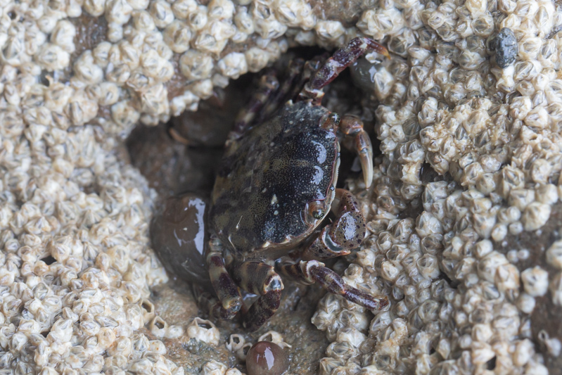 OurAnimals | Hemigrapsus sanguineus / Asian shore crab