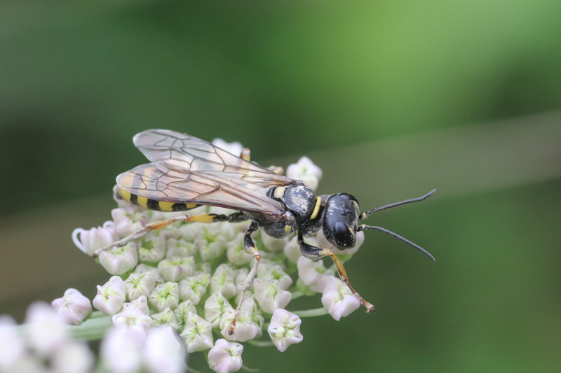 OurAnimals | Mellinus arvensis / Field digger wasp