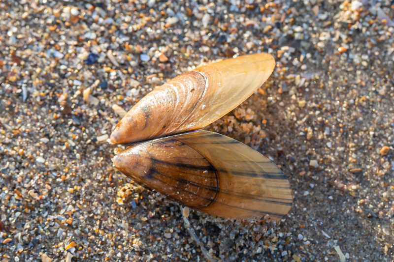 OurAnimals | Mytilus edulis / Common mussel