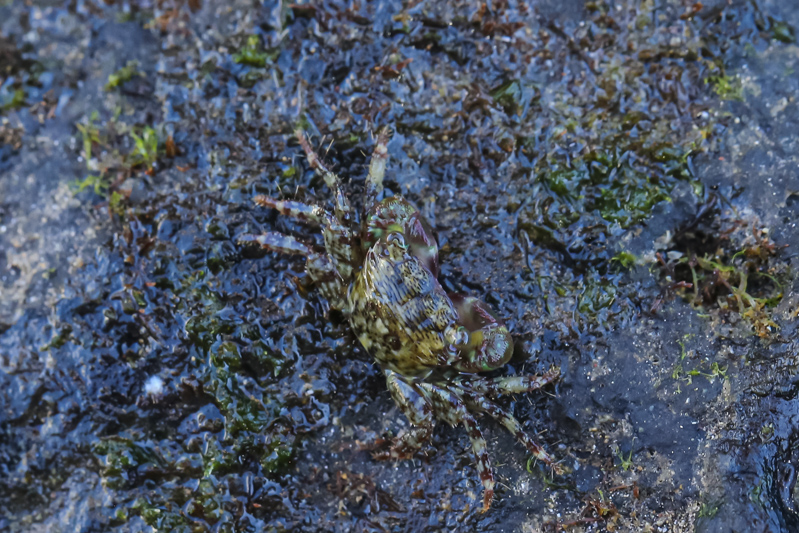 OurAnimals | Pachygrapsus transversus / Mottled shore crab