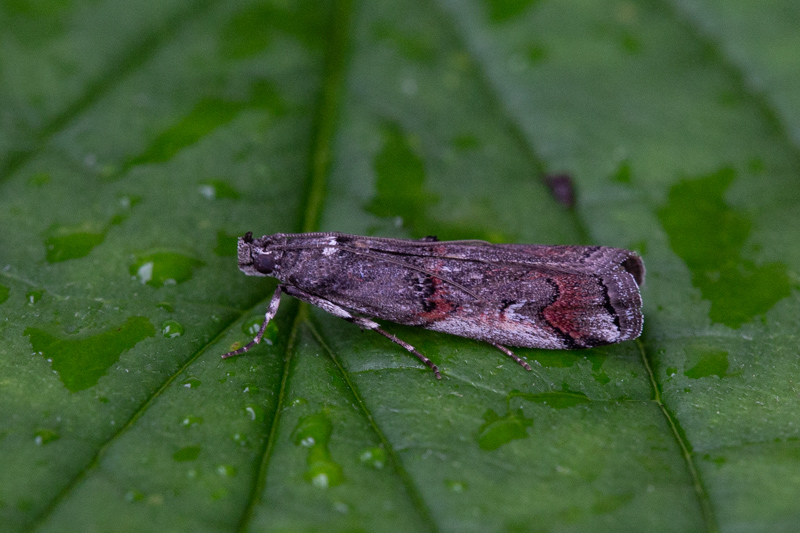 OurAnimals | Pempelia palumbella / Heather knot-horn