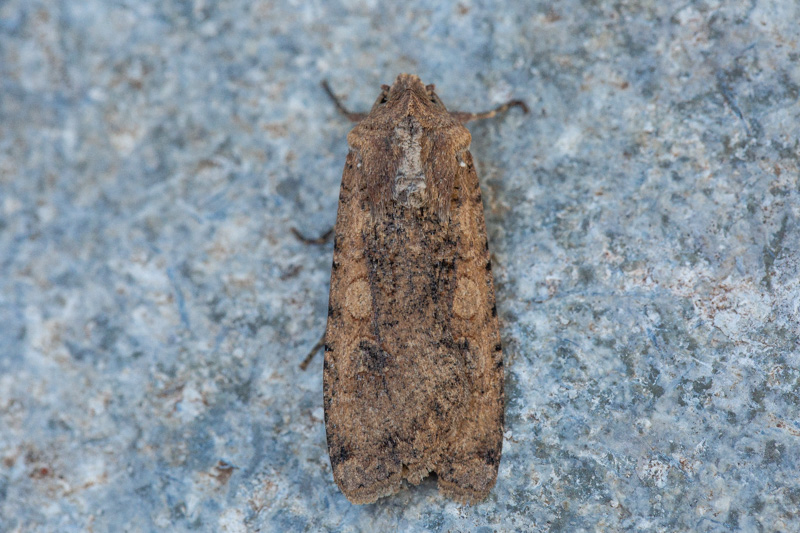 OurAnimals | Peridroma saucia / Pearly underwing