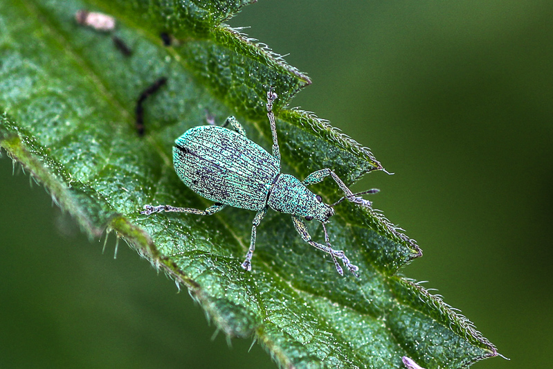 OurAnimals | Polydrusus planifrons