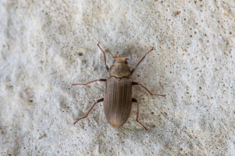 OurAnimals | Dryopidae / Long-toed water beetles