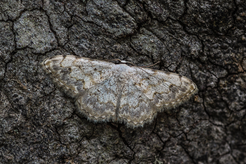 OurAnimals | Scopula submutata / Mediterranean lace border