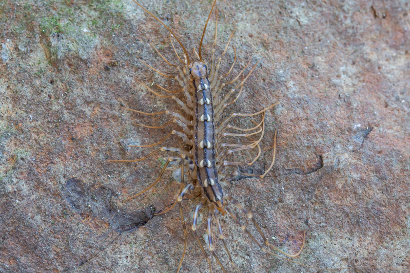 OurAnimals | Scutigeridae