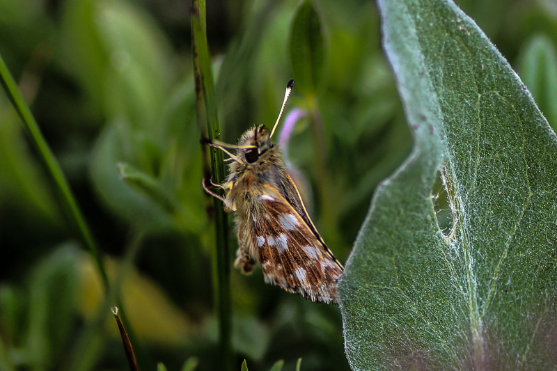OurAnimals | Spialia sertorius / Red underwing skipper