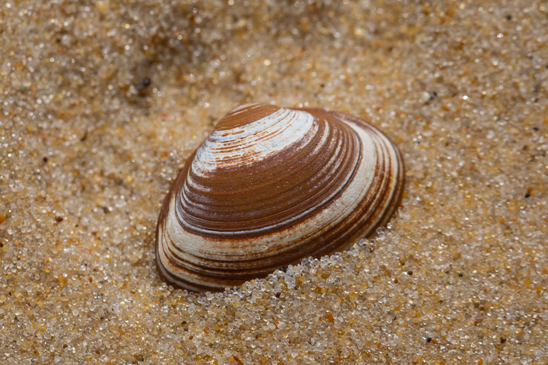 OurAnimals | Spisula elliptica / Elliptic trough shell
