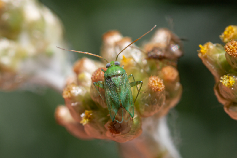 OurAnimals | Taylorilygus apicalis / Broken-backed bug