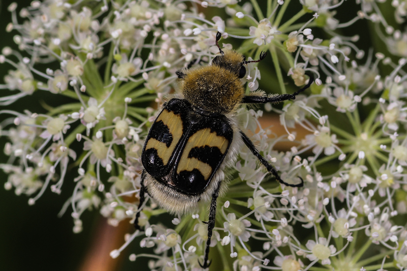 OurAnimals | Trichius fasciatus