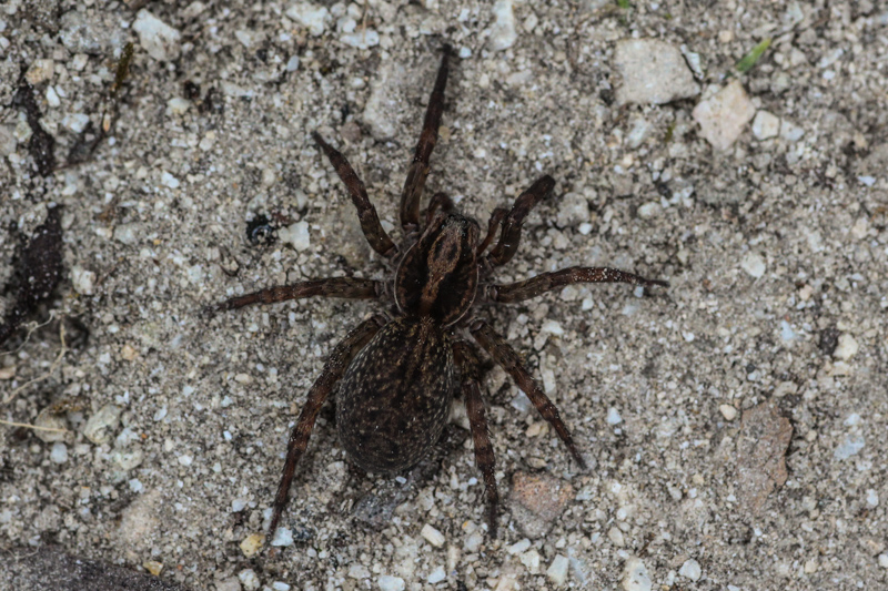 OurAnimals | Lycosidae / Wolf spiders