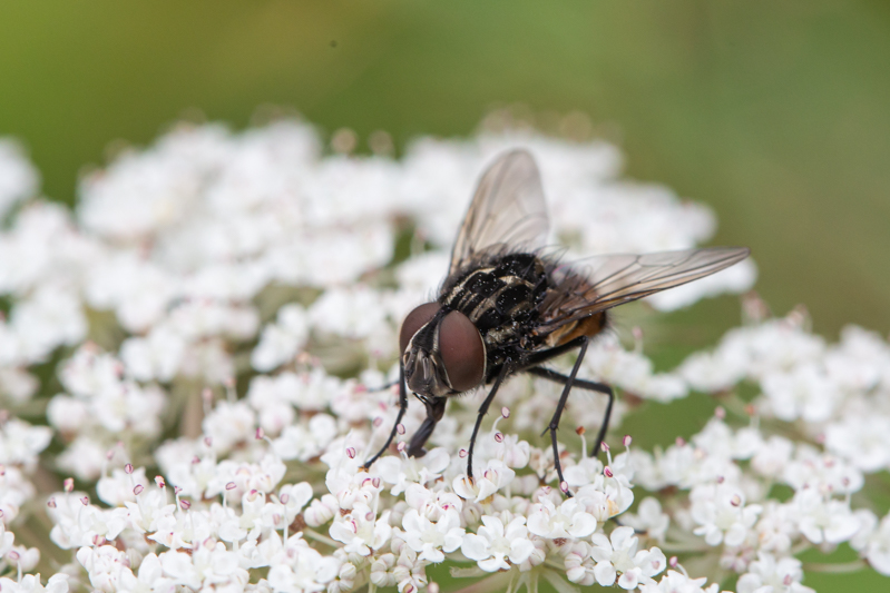 OurAnimals | Graphomya maculata