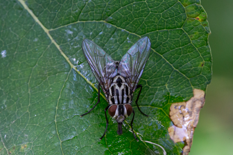 OurAnimals | Graphomya maculata