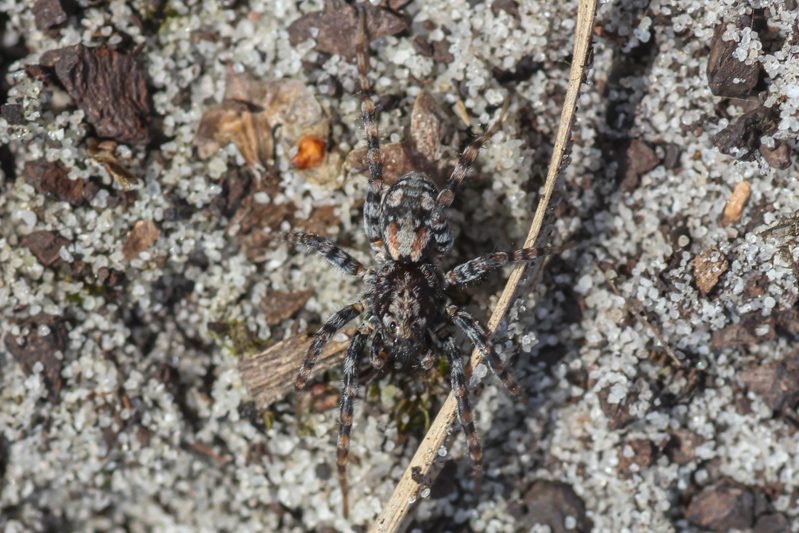 OurAnimals | Lycosidae / Wolf spiders