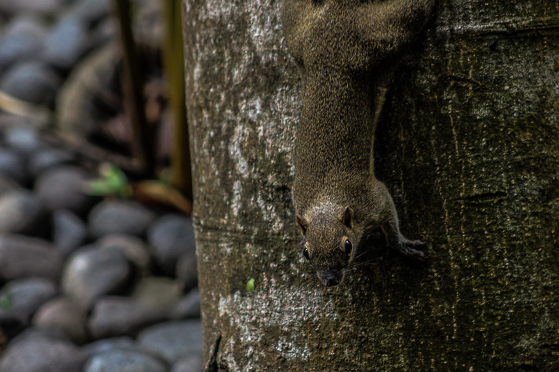 OurAnimals | Callosciurus Notatus / Plantain squirrel
