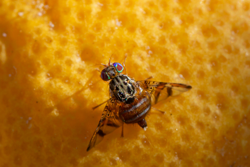OurAnimals | Ceratitis capitata / Common fruit fly