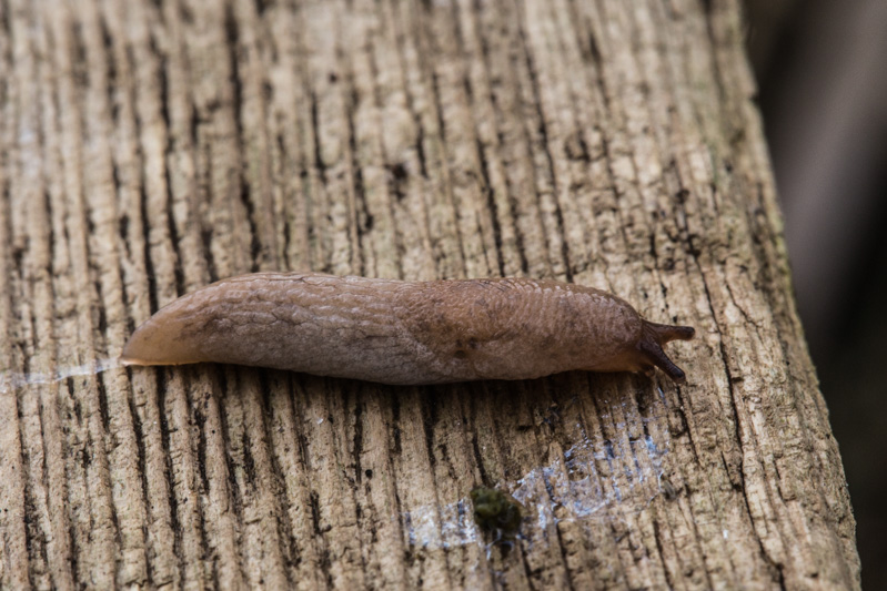 OurAnimals | Deroceras (Deroceras) reticulatum / Grey field slug
