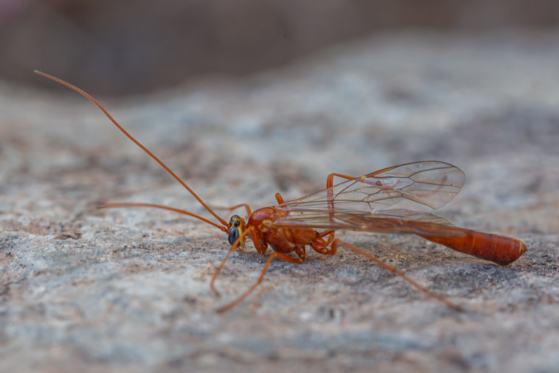 OurAnimals | Enicospilus ramidulus