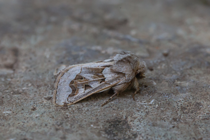 OurAnimals | Episema glaucina