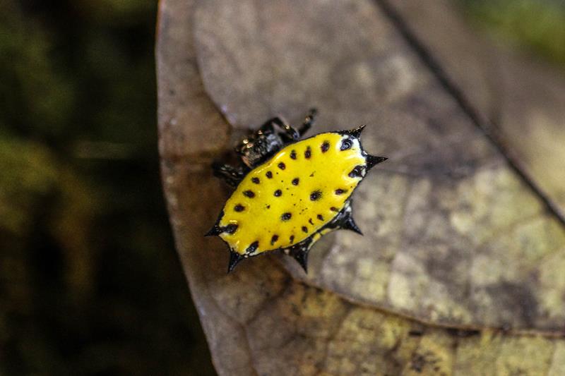 OurAnimals | Gasteracantha cancriformis / Spinybacked orbweaver