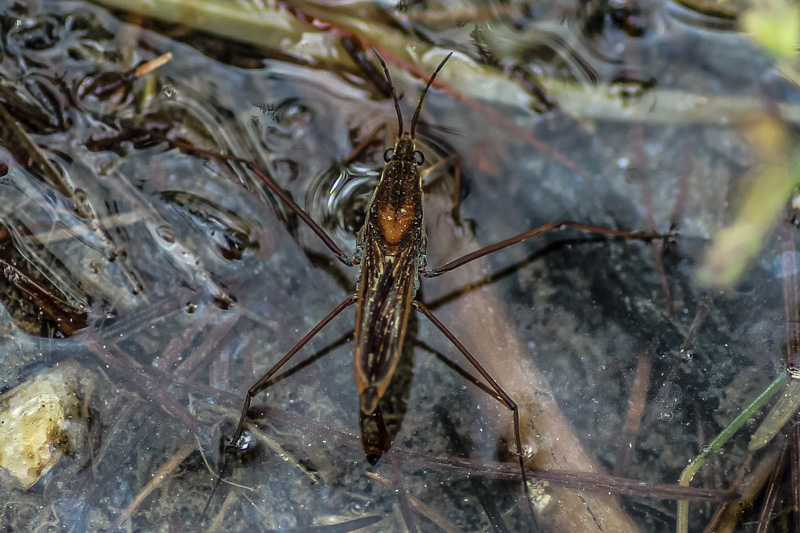 OurAnimals | Gerris lateralis