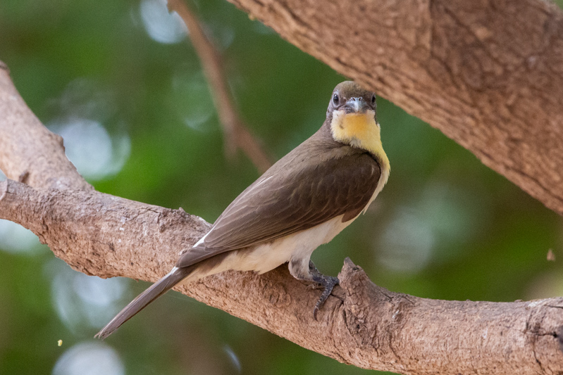 OurAnimals | Indicator indicator / Greater honeyguide