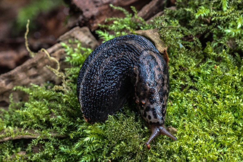 OurAnimals | Limax maximus / Great grey slug