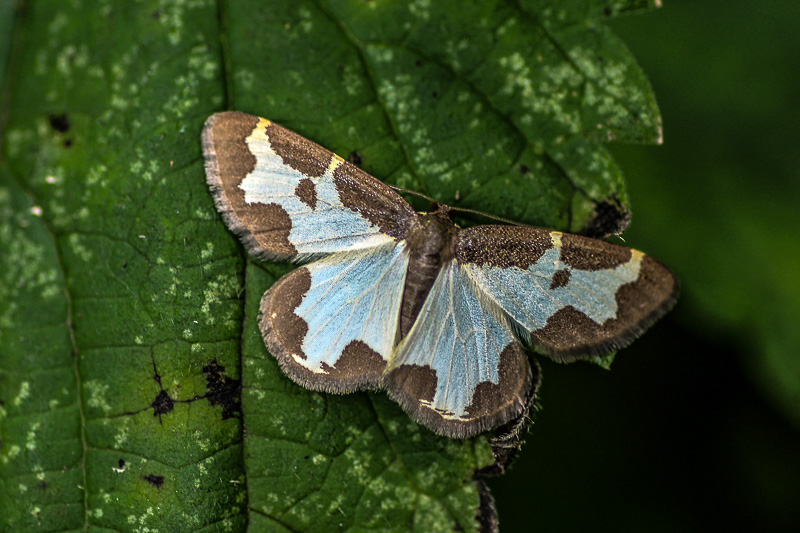 OurAnimals | Lomaspilis marginata / Clouded border