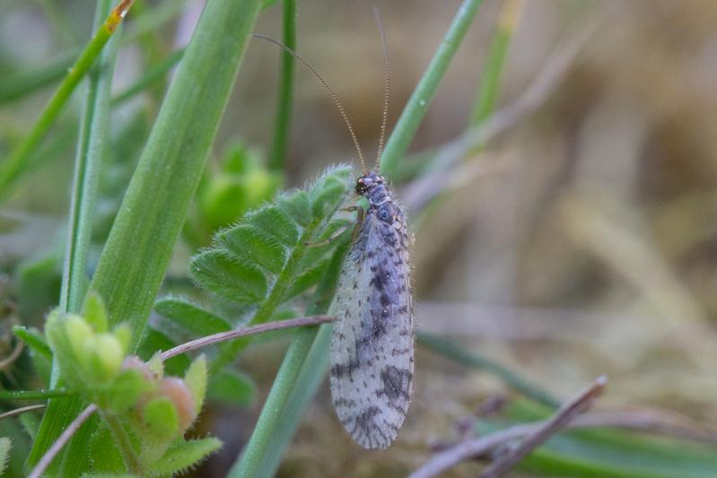 OurAnimals | Micromus variegatus / Variegated brown lacewing