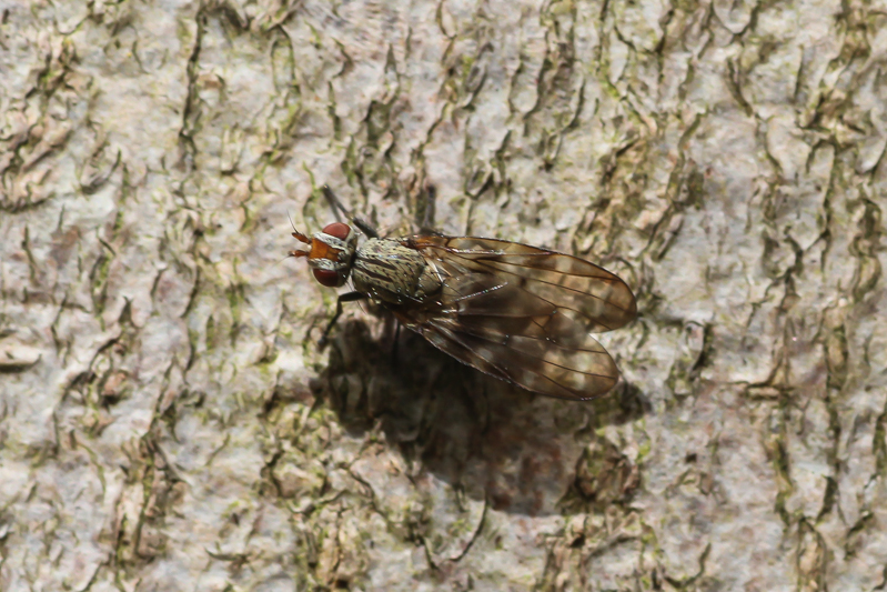 OurAnimals | Otites guttata