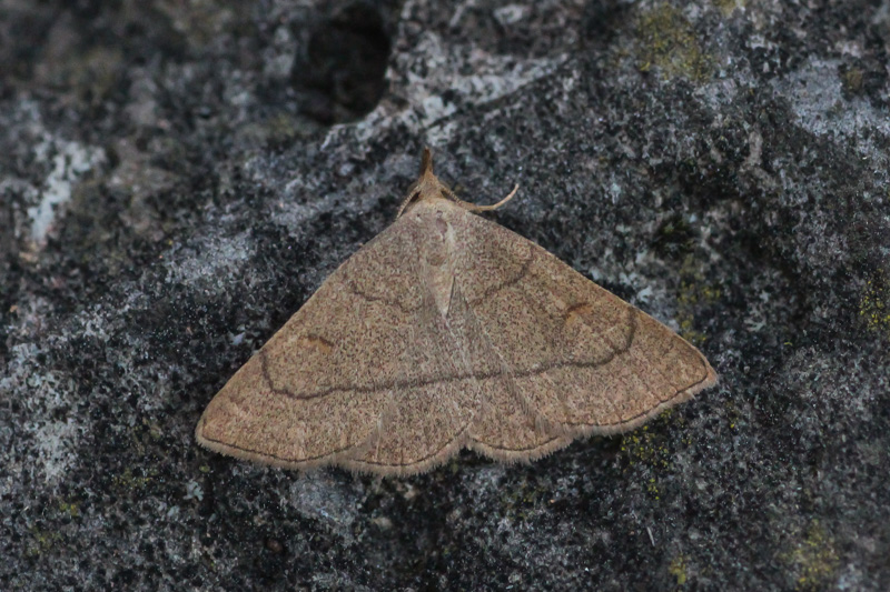 OurAnimals | Paracolax tristalis / Clay fan-foot