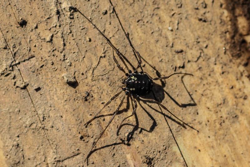 OurAnimals | Nemastomatidae
