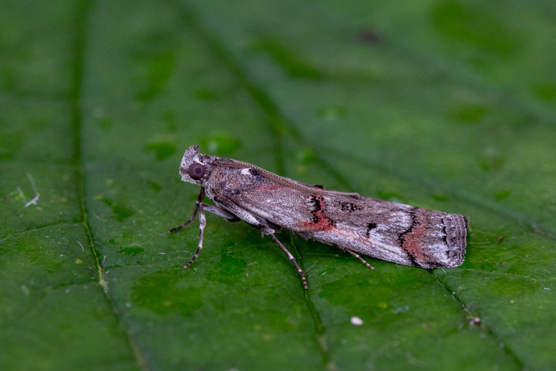 OurAnimals | Pempelia palumbella / Heather knot-horn
