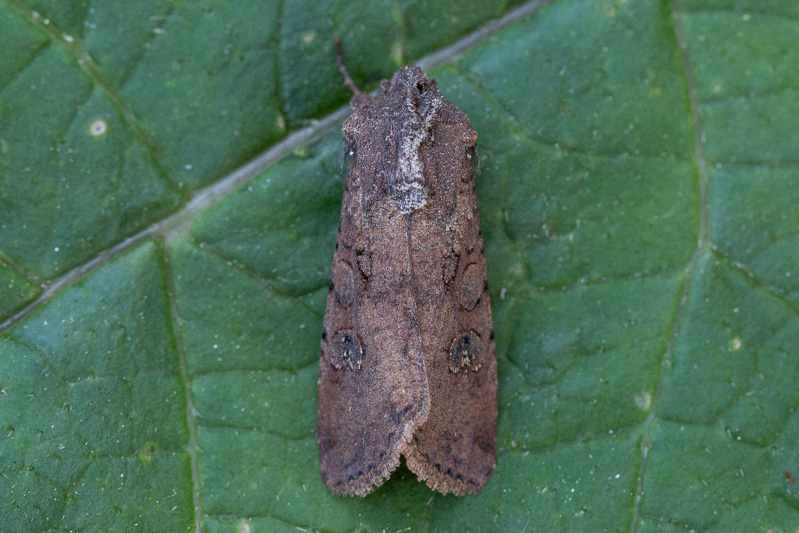 OurAnimals | Peridroma saucia / Pearly underwing