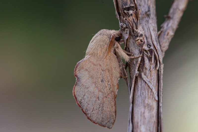 OurAnimals | Phyllodesma suberifolia