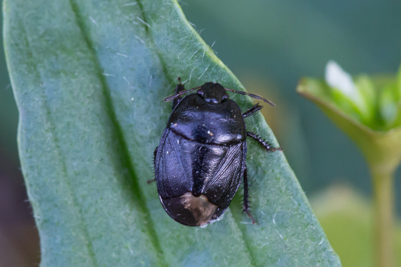 OurAnimals | Sehirus luctuosus / Forget-me-not shieldbug