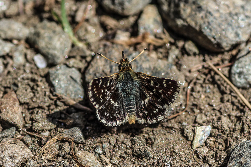 OurAnimals | Spialia sertorius / Red underwing skipper