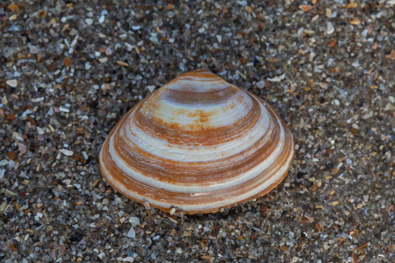 OurAnimals | Spisula elliptica / Elliptic trough shell