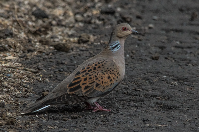 OurAnimals | Streptopelia turtur / European turtle dove