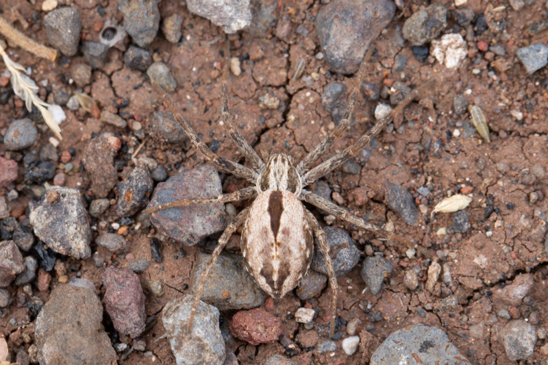 OurAnimals | Thanatus vulgaris / Cricket thief spider