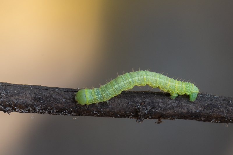 OurAnimals | Agriopis leucophaearia / Spring usher